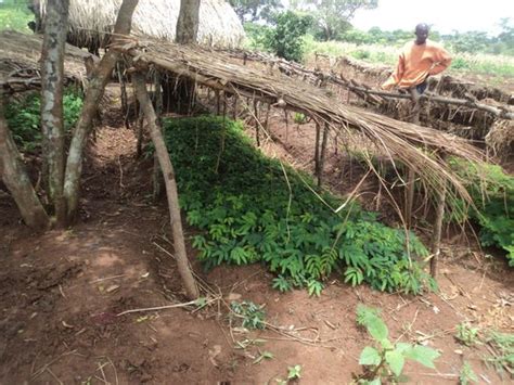 Social Forestry In Uganda Setting A Precedent Globalgiving