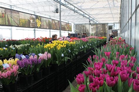 Vws Export Import Of Flowerbulbs Bv Tulip Trade Event