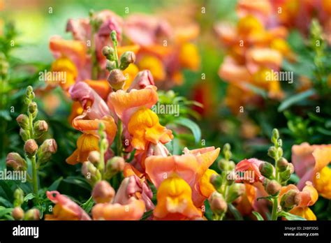 Orange And Pink Snapdragons Exude Warmth And Cheerfulness With Their