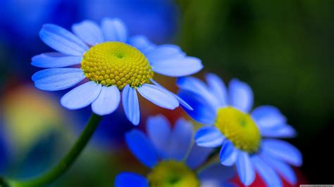 K Ultra Hd Flowers Wallpapers Wallpaper Cave