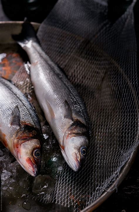 Freshly Caught Sea Bass On Metal Tray By Stocksy Contributor Darren