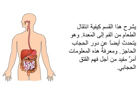 الفَتق الحِجابي