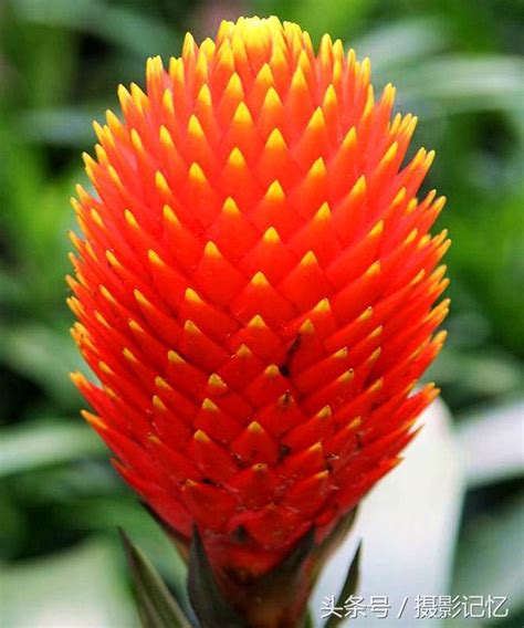 攝影記憶鴻運當頭鳳梨花 每日頭條