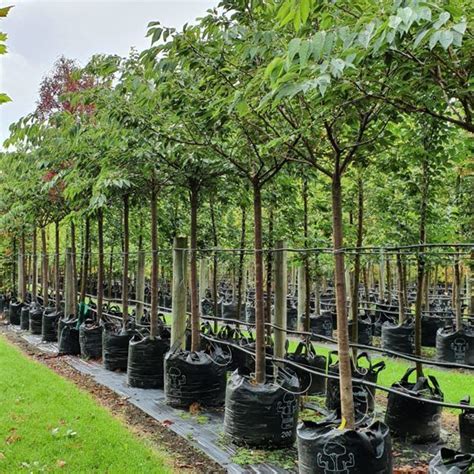 Prunus Serrulata ‘shirotae Mount Fuji Cherry Archipro Nz