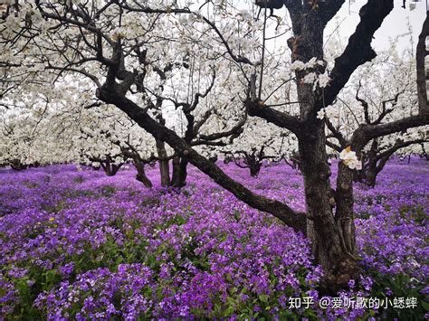 梨兰相会世间温柔 知乎