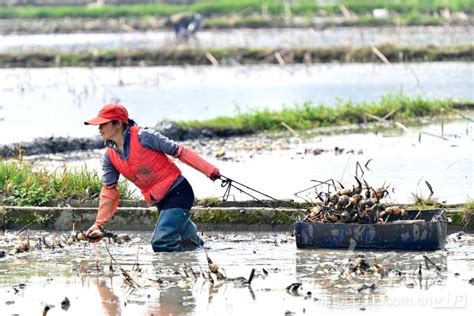 广西柳江万亩荷塘种藕忙 人民图片网