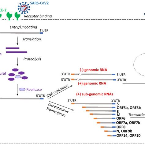 Schematic Of The Sars Cov 2 Replication Cycle Upon Virus Binding To