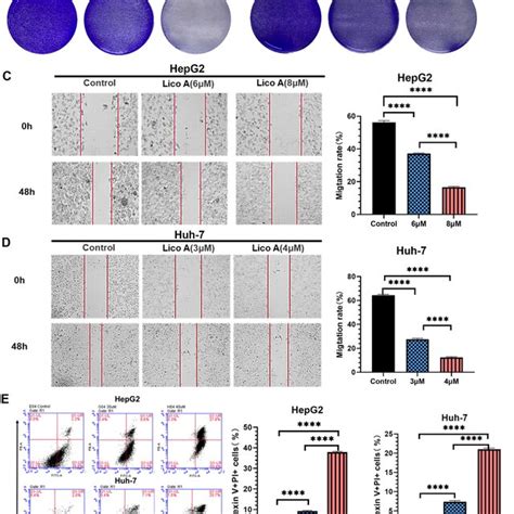 Lico A Inhibits Liver Cancer Cell Proliferation And Promotes Cell
