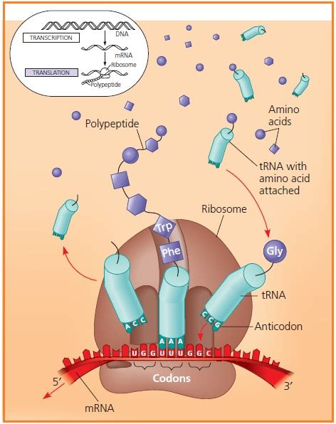 BIOLOGI GONZAGA TRANSLATE T RNA DARI M RNA