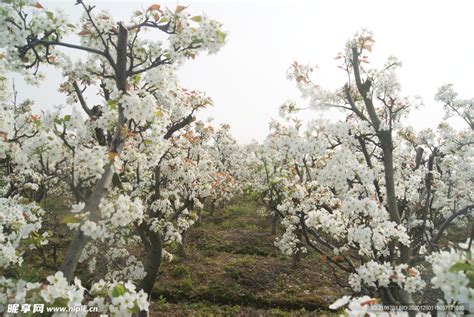 梨园摄影图花草生物世界摄影图库昵图网