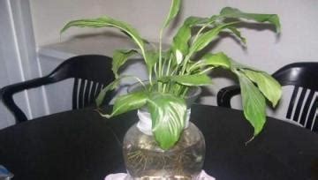 富貴竹怎麼水養才旺盛掌握以下要點讓你的富貴竹瘋狂生長 imomo植物識別