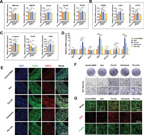 In Vitro Osteogenic Differentiation Behaviors Of MSCs In Different