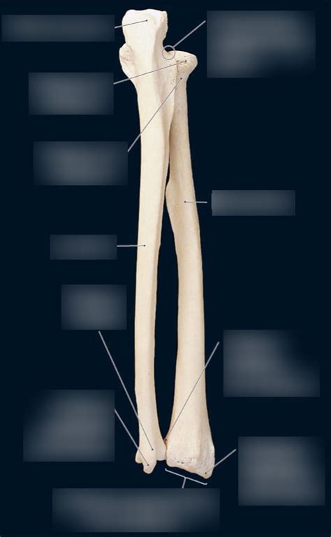 Anatomy Lab Lab Handout Slide Diagram Quizlet