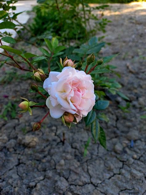 Rose Mawar Mekar Foto Gratis Di Pixabay Pixabay