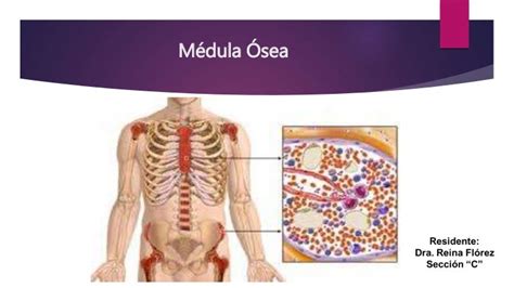 Medula Osea Que Es Significado Clasificacion Ubicacion Funcion Y