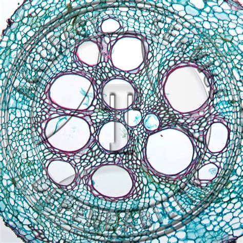 Cucurbita Maxima Root Prepared Microscope Slide