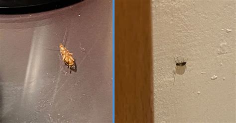 Woman Claims Her Shn In A 5 Star Hotel Is Infested With Cockroaches