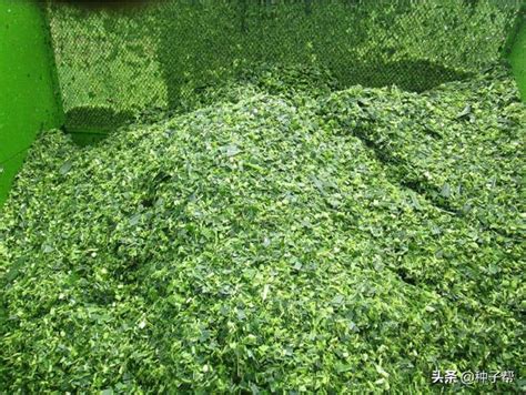 甜高粱青貯的關鍵技術！這幾點掌握好，自己在家都能做好青貯料 每日頭條