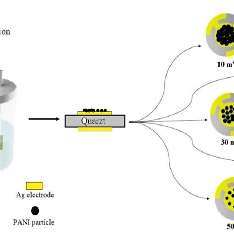 Schematic Of The Pani Layer Electrodeposition Process On Qcm