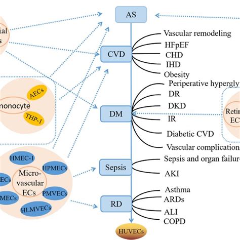 Relationship Between Endothelial Cells Inflammation Models And Related