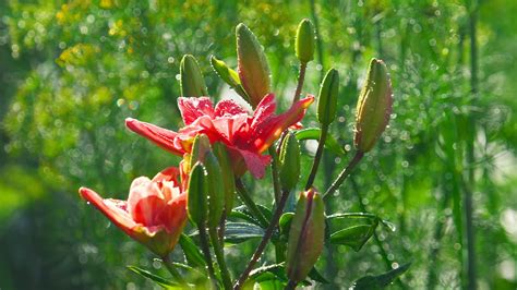 Raindrops On The Petals Of A Flower Pink Lily Slow Motion Stock Video At Vecteezy