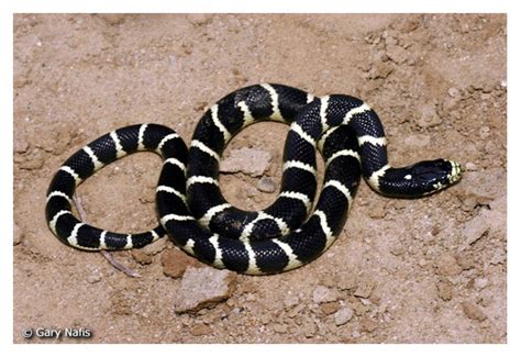 Desert King Snake
