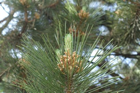 Pine Pollen Cone Stock Image Image Of Gould Green Evergreen 30264899