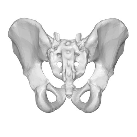 Dimples Of Venus Yoga Anatomy Pelvic Bone