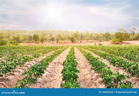 Row Of Cassava Tree In Field Growing Cassava Young Shoots Growing