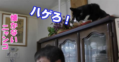 近寄るんじゃないニャ！ 全然なついてくれないニャンコ ｜ ニャンコ大好き倶楽部 〜猫ちゃんは天使です〜