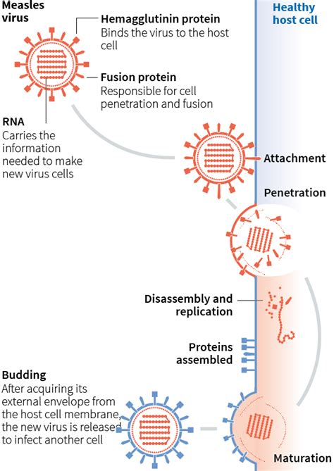 Measles Outbreak