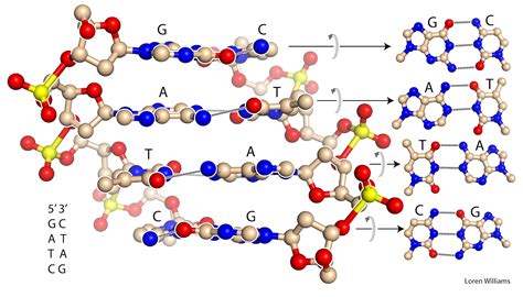Molecular Interactions Noncovalent Interactions