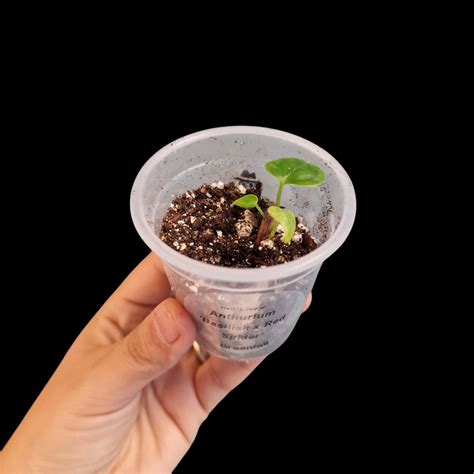 Basilisk X Red Spider Greenfall As