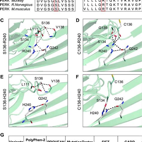 Tauopathy Associated Variants Disrupt Hydrogen Bonds In The Perk