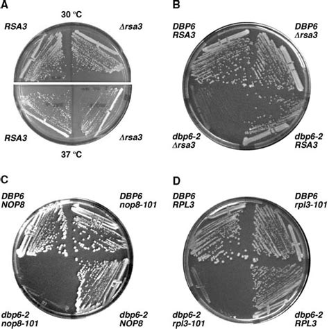 The Rsa3 Null Mutation Confers A Mild Temperature Sensitive