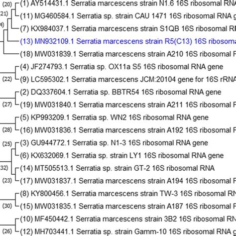 Primary Screening Of Pectinase Producing Bacteria Isolates Using Pectin