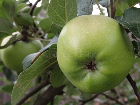 Apple Tree Branch With Apples On A Blurred Background During Ripening Stock Image Image Of