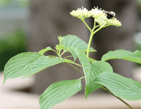 Spring Pollinator Plants The Corner Pollinator Garden And Wildlife