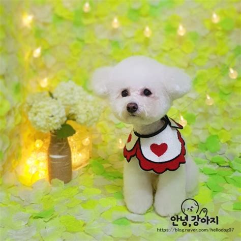 금호동옥수동신금호왕십리행당동응봉동성동구강남중구강아지미용 안녕강아지탄산스파 비숑 스포팅 가위컷 귀툭튀컷