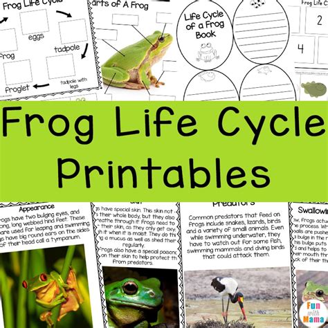 Life Cycle Of A Frog Printable