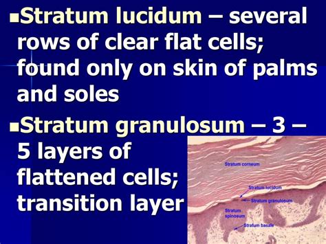 The Integumentary System Chapter 6 Ppt Download