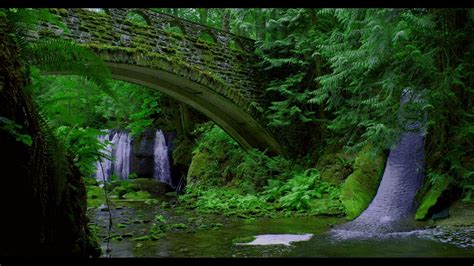 Peaceful And Relaxing Waterfall And Streams Flowing With Birds Singing In
