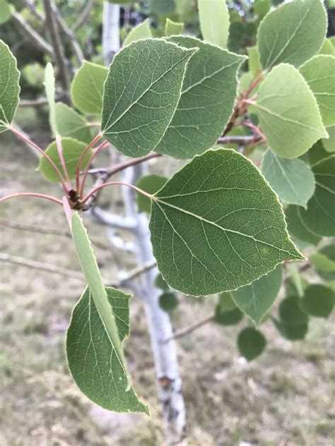 Photo Of The Leaves Of Quaking Aspen Populus Tremuloides Posted By