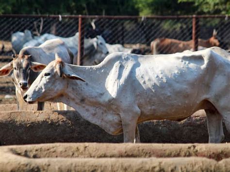 Lumpy Skin Disease Lumpy Skin Disease Detected In Several Villages In