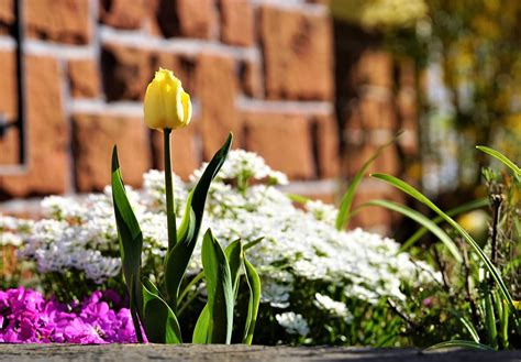 Tulip Flowers Garden Free Photo On Pixabay Pixabay