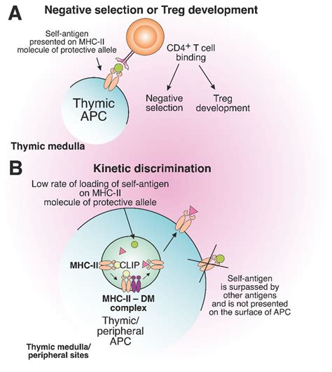 The Role Of Protective Mhc Ii Molecules In The Suppression Of