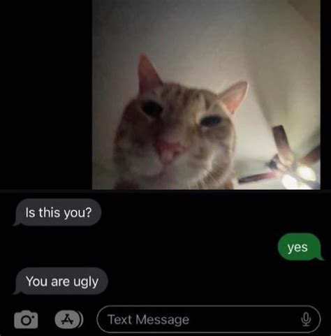 Cat Memes Bro Tried To Commit Insurance Fraud 😭 Instagram