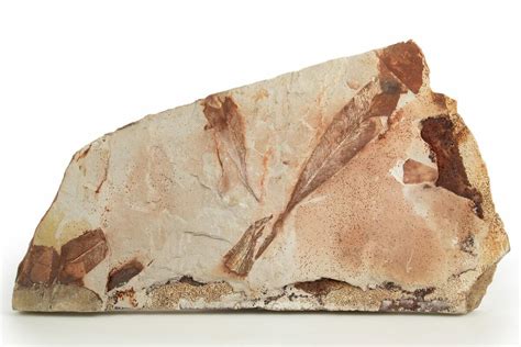 81 Fossil Seed Fern Glossopteris Plate Australia 321004 For Sale