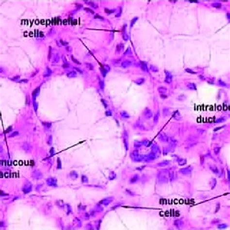 PDF Myoepithelial Cells Current Perspectives In Salivary Gland Tumors