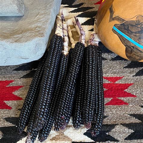 Corn Montana Morado Maize Siskiyou Seeds